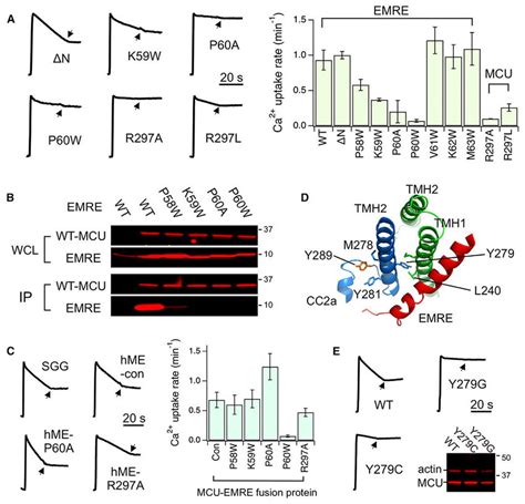 functional roles of mcu emre contact sites a functional effects of