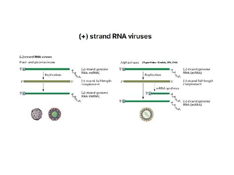 Lecture 6 RNA Directed RNA Synthesis Some RNA