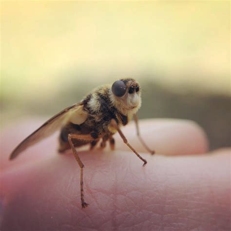 Deer Warble Fly Hypoderma Diana National Museums Scotland Blog