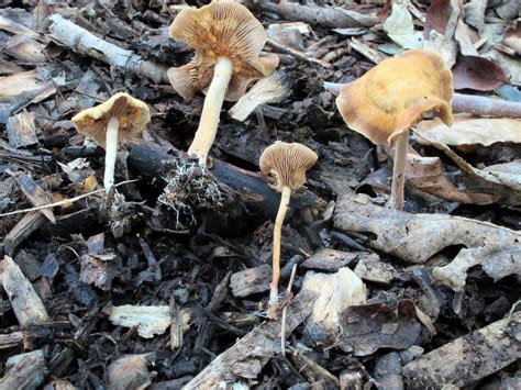 Agrocybe Arvalis Agrocybe Arvalis Picture Mushroom