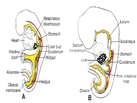 Anatomy Of Duodenum Development Of Duodenum Page 79