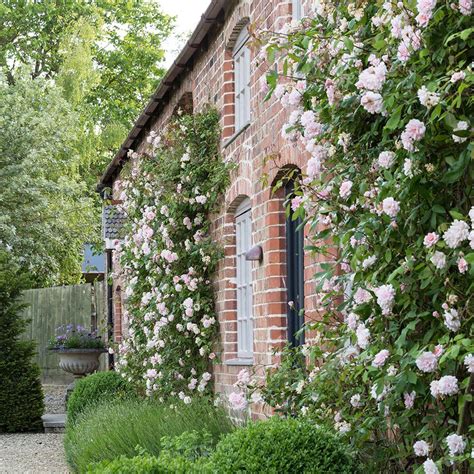 How To Plant Climbing Roses Clematis Jasmine And Other Plants Artofit