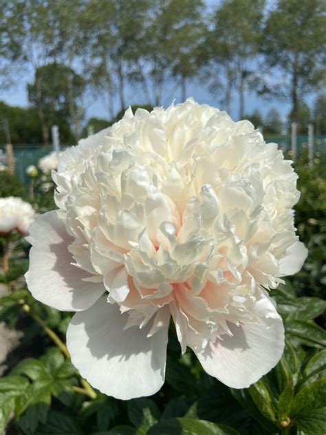 Peony Colonel Owens Cousins (Early) - Green Works - Specialist in Peonies