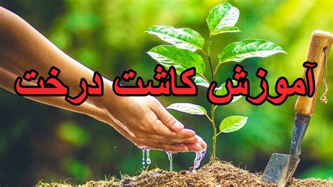 How To Planting A Tree آموزش کاشت درخت میوه Youtube