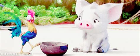 해연갤 모아나 푸아 짤털