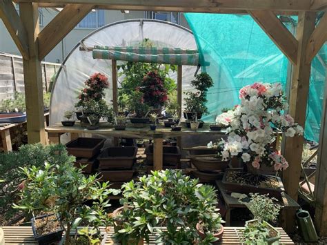 Collettes Bonsai In Fordingbridge Swindon And District Bonsai