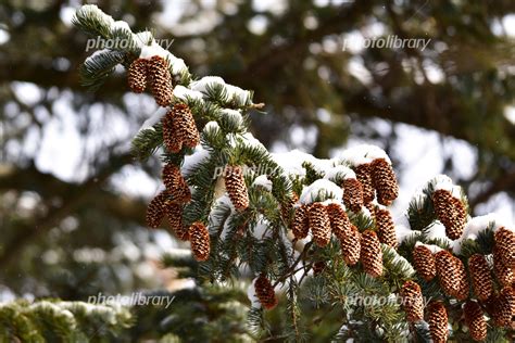 モミの木の松ぼっくりに雪 写真素材 7025177 フォトライブラリー Photolibrary