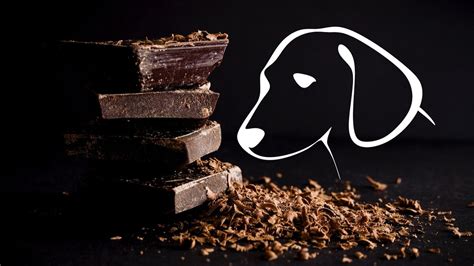 Что делать, если ваша собака съела шоколад? Рассказываю насколько это ...