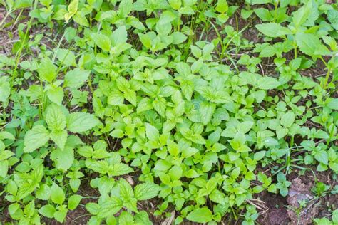 Mint Plant Grow At Vegetable Garden With Soil Stock Photo Image Of Environment Botanical