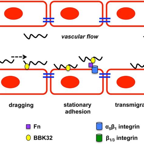 Borrelia Burgdorferi Vascular Interactions And Transmigration B