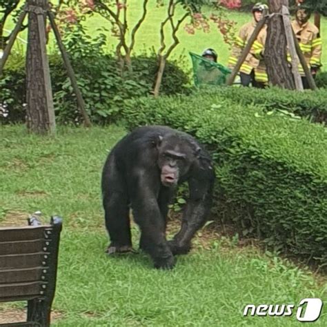 대구 달성공원 사육장 탈출 침팬지 죽자 동물단체 열악한 시설 탓 뉴스1