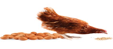 Organic Mineral Premix For Layer Mineral Premix Additives，multivitamin