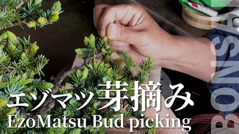 北盆蝦夷松えぞまつの芽摘み 盆栽季節の手入れ YouTube