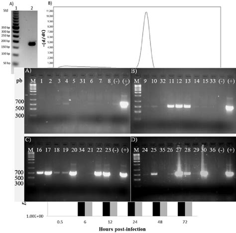 QPCR Amplification Of The 177 Bp DNA Polymerase Encoding Gene Of The