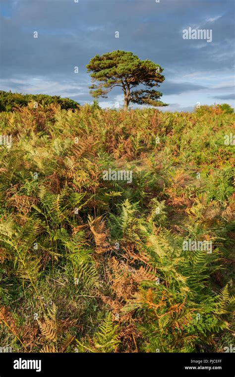 Beautiful Summer Sunset Landscape Image Of Bratley View In New Forest