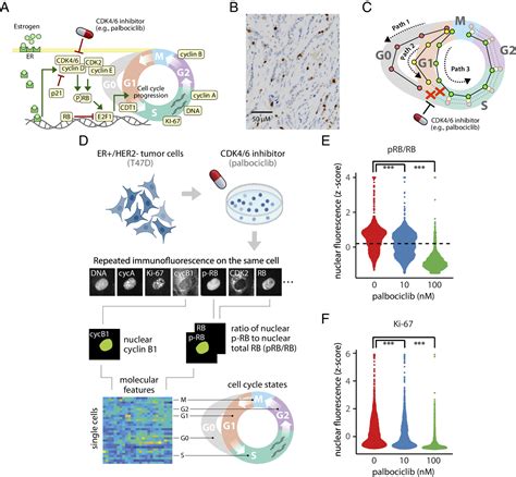 Cell Cycle Plasticity Underlies Fractional Resistance To Palbociclib In Er Her2− Breast Tumor