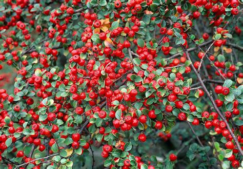 Cotoneaster Splendens Zwergmispel Bild Kaufen 12209798