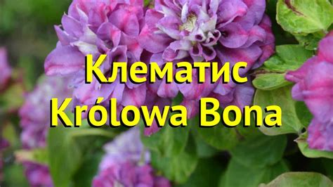 Клематис Королева Бона. Краткий обзор, описание характеристик clematis ...
