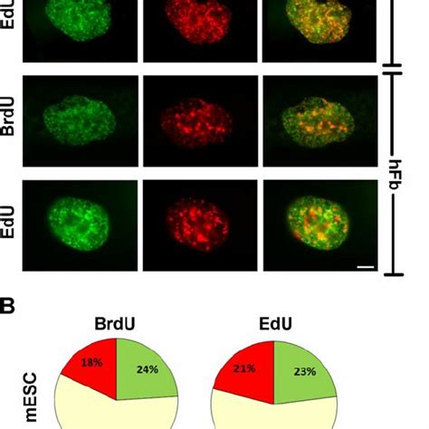 Pdf Edu Induces Dna Damage Response And Cell Death In Mesc Culture
