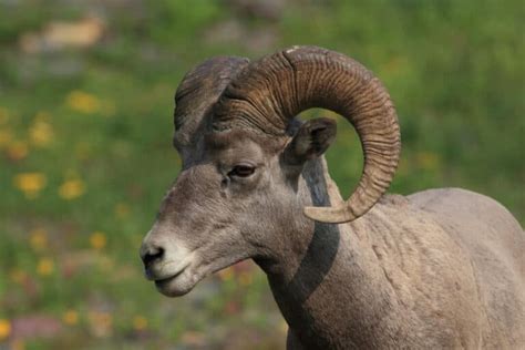 Do Sheep Have Horns The Oddly Fascinating Facts Pest Pointers