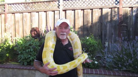 Brian Gundys Latest Acquisition 12 Foot Long Albino Burmese Python