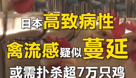 【潇湘晨报】日本高致病性禽流感疑似蔓延，或需扑杀超7万只鸡 2万粉丝1万作品期待你的评论资讯视频 免费在线观看 爱奇艺