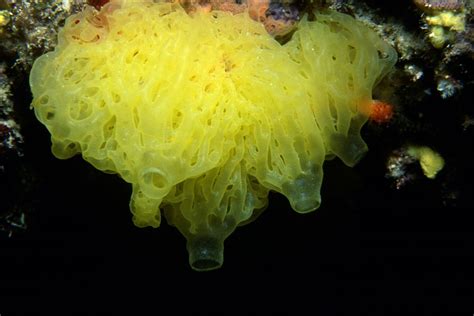 Calcarea Sponges Examples At Riley Saltau Blog