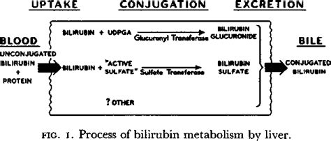 Bilirubin Conjugation