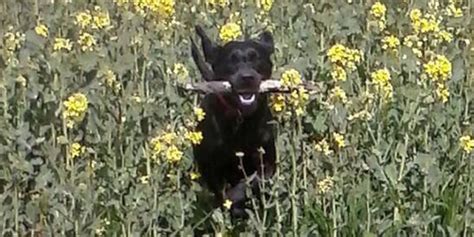 What Is Clinical Canine Massage Clinical Massage Pain Relief