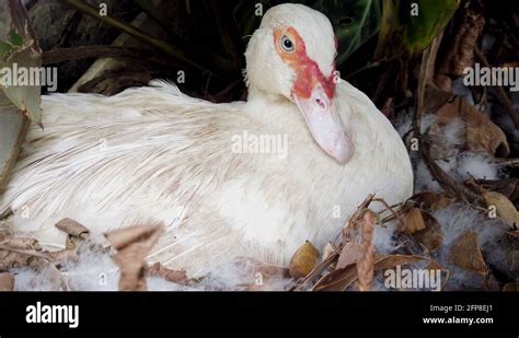 Domestic Duck Nest Stock Videos And Footage Hd And 4k Video Clips Alamy