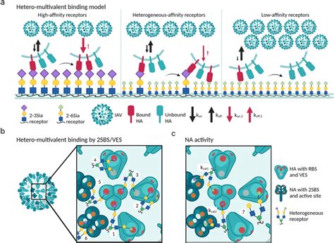 Model For Hetero Multivalent Iav Binding A Avian Iav Interactions With