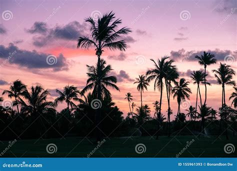 Palm Trees Silhouettes On Tropical Beach During Colorful Sunset Stock