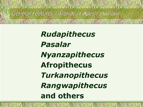 Hominoids Early Apes And Humans Ppt Download