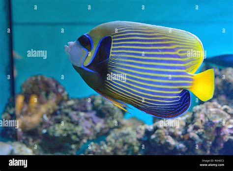 Underwater With Angel Fish And Coral Reef Stock Photo Alamy
