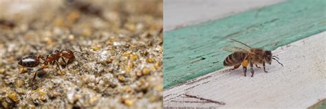 Ants Vs Bees