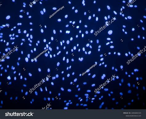 Cell Nuclei Staining Dapi Blue Stock Photo Shutterstock
