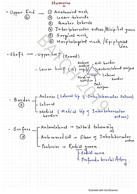 SOLUTION Humerus Bone And Attachments Flow Chart Studypool