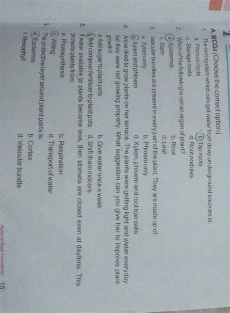 The Protective Layer Around Plant Parts Is A Epidermis Filo