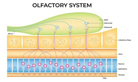 Olfactory System Science Design Vector Illustration Diagram 35945071