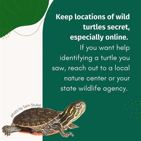 Wild Turtle Week Infographics Artofit