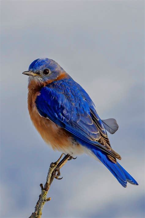 Eastern Bluebird In The Snow Photographic T For Bluebird Lovers