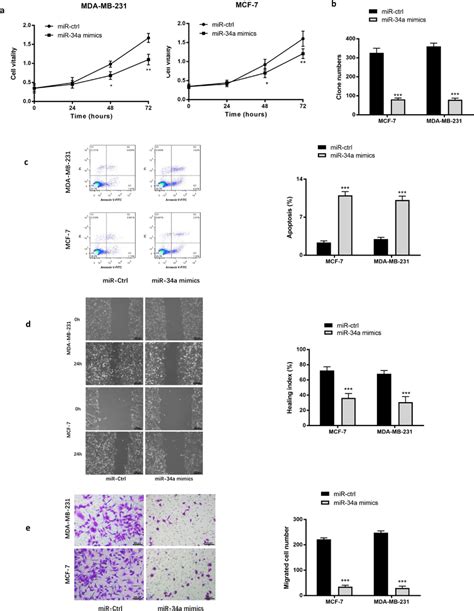 Mir 34a Inhibits Bc Cell Progression A B Cell Proliferation Responses