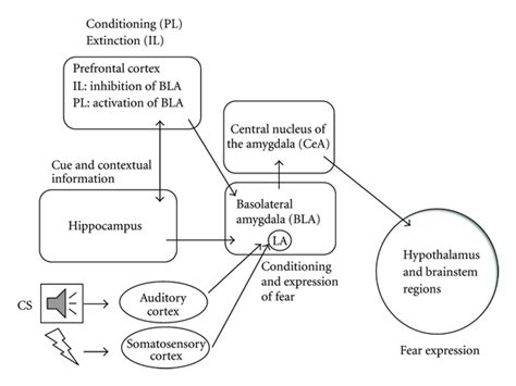 Simplified Scheme Of The Neurocircuit Mediating Fear Conditioning And