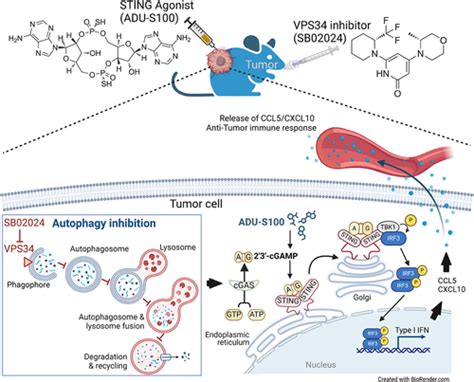 Full Article Unleashing Anti Tumor Immunity Targeting The Autophagy Related Protein Vps34 To