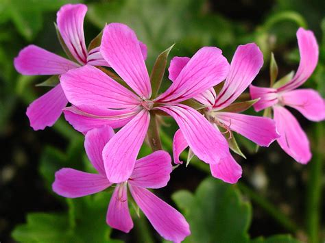 Ivy Geranium Dlt Growers Ivy Geranium Dlt Growers