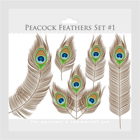 Peacock Feather Clipart Peacock Clip Art Feathers Brown Etsy