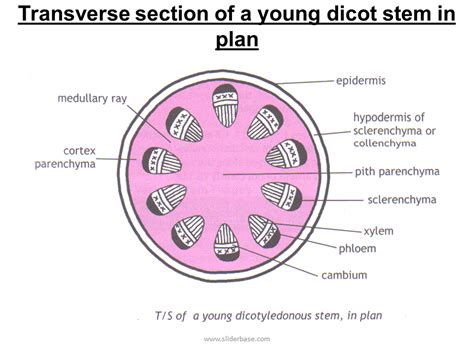 Diagram Of Internal Structure Of Dicot Stem Internal Structu
