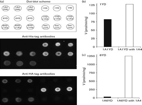 Interactions With Other Human Udp Glucuronosyltransferases A