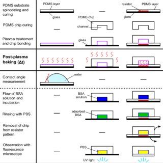 Schematics Of The Experimental Protocol Implemented With Three Major Download Scientific