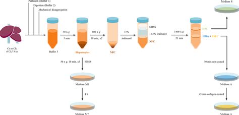 Summarized Overview Of Hepatic Cells Isolation Procedure Control And Download Scientific